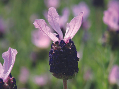 Herb Plants - Lavender Fathead