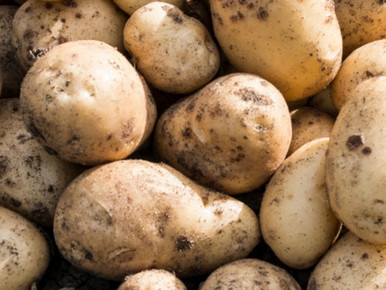 Seed Potatoes - Grow Your Own 'Homeguard' Potatoes