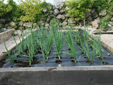 Planting Mats For Organic Weed Control - Gro Grid 'D'