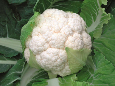 Skywalker Cauliflower Seeds - Grow Your Own