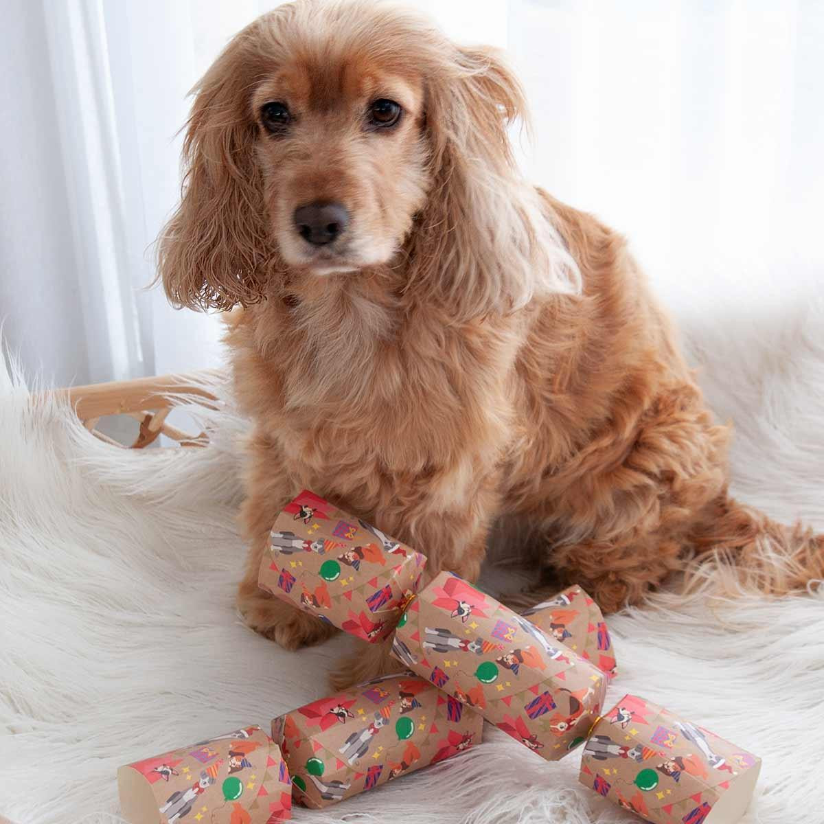 Dog Christmas Cracker (Single Cracker) - 33cm - Christmas Elves