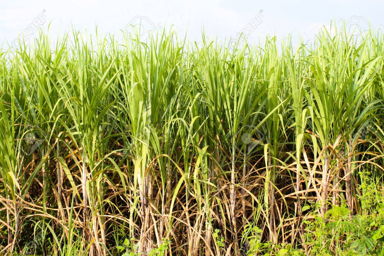 From Cane to Corn: A Brief History of American Sugar - Maple Syrup World