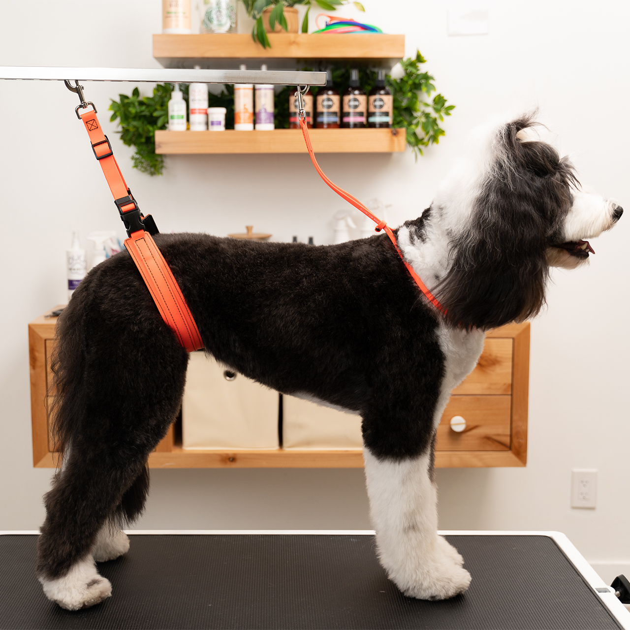 Jelly Pet Grooming Loop | Mold Resistant & Easy to Manage