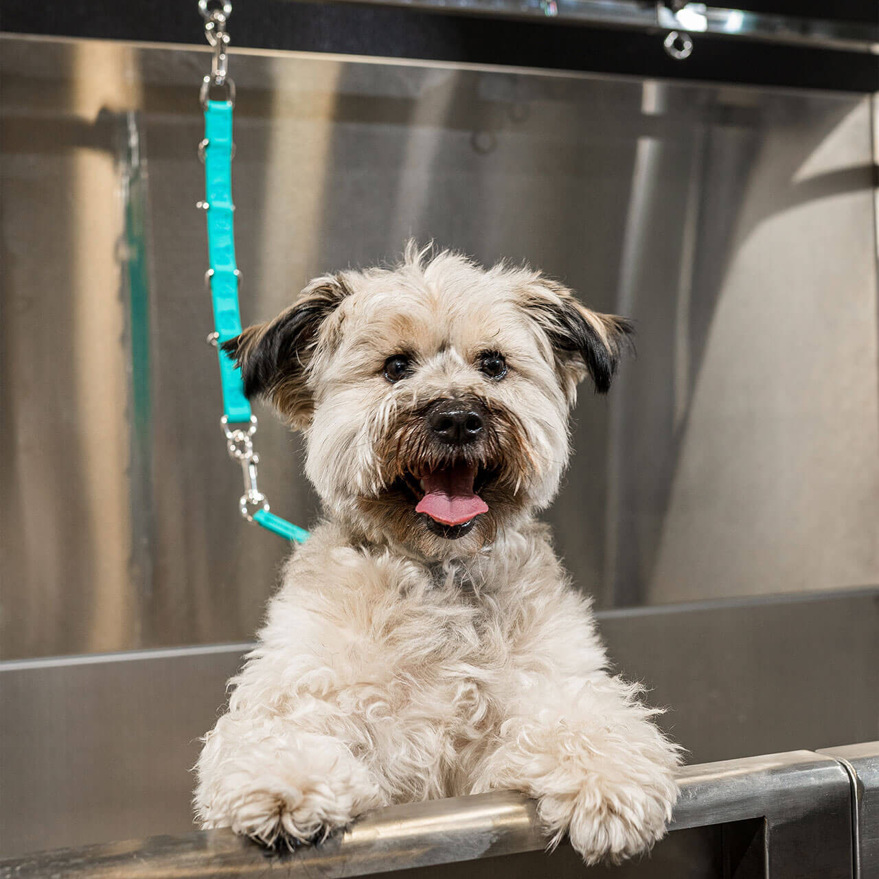 Jelly Pet Grooming Loop Extender