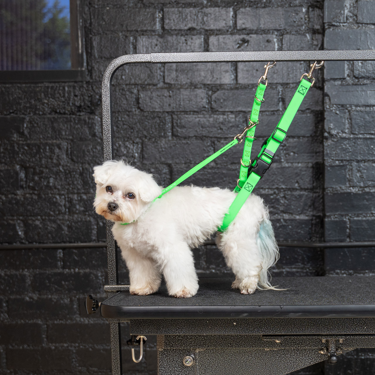 Jelly Pet Pro Pack | An Essential For Safe and Comfortable Grooming