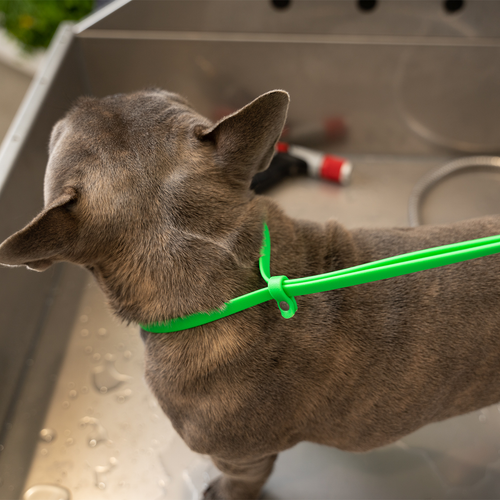 Jelly Pet Grooming Loop with Ring | Fits Groomer's Helper