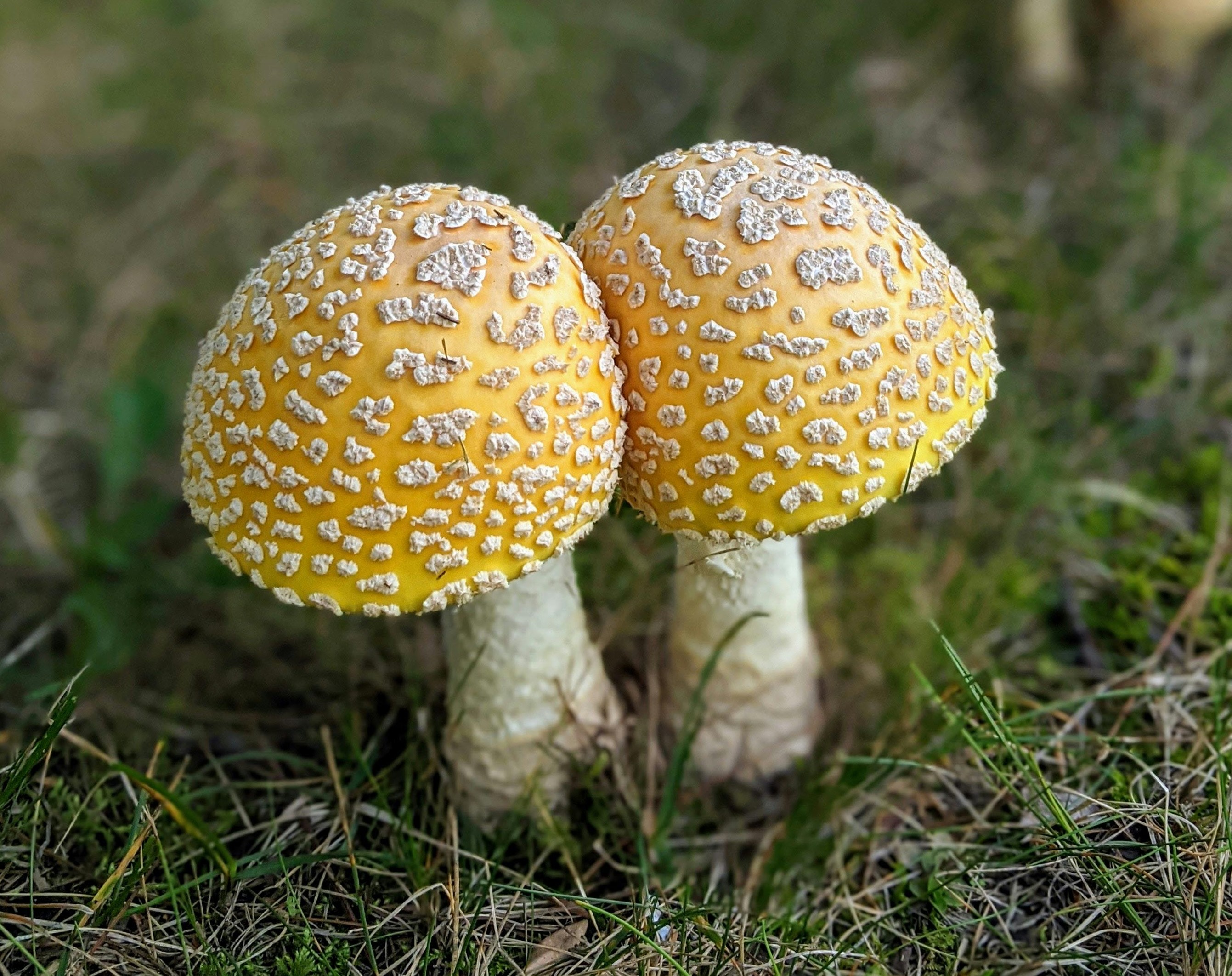 Amanita Muscaria: The Mushroom that Grows around the World but is Hard ...