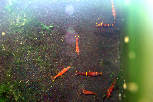 Yellow Cheek Shrimp - The Shrimp Tank