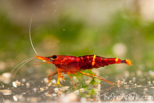 Yellow Cheek Shrimp - The Shrimp Tank