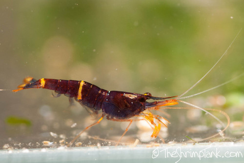 Yellow Cheek Shrimp - The Shrimp Tank
