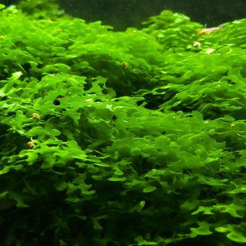 Subwassertang - The Shrimp Tank