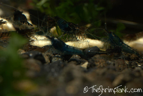 Blue Diamond Shrimp - The Shrimp Tank