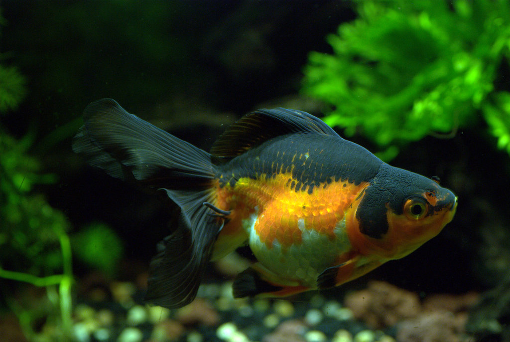 Planted Goldfish Tank...It is Possible!! - The Shrimp Tank