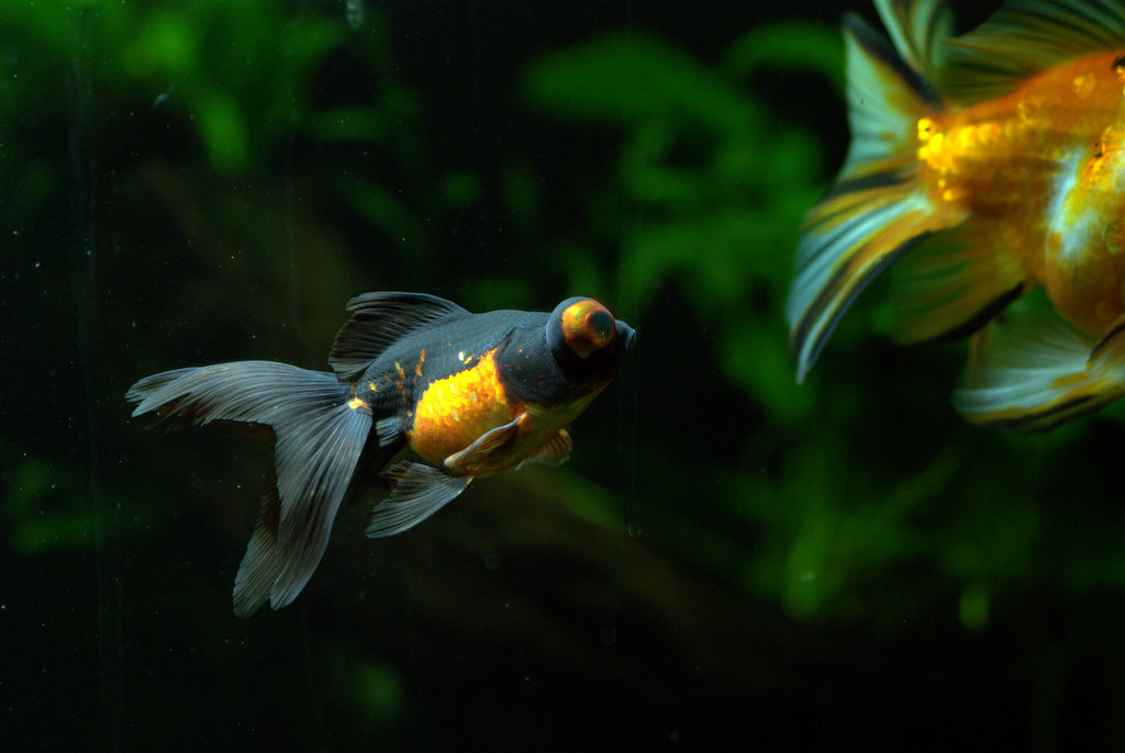 Planted Goldfish Tank...It is Possible!! - The Shrimp Tank