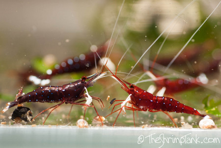 Cardinal Shrimp - The Shrimp Tank