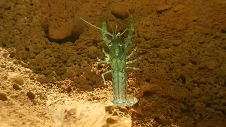 Blue Dwarf Crayfish - The Shrimp Tank