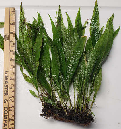 Java Fern - Large - The Shrimp Tank