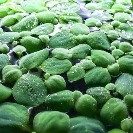 Dwarf Water Lettuce - The Shrimp Tank
