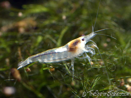 Snowball Shrimp For Sale | Snowball Shrimp - The Shrimp Tank