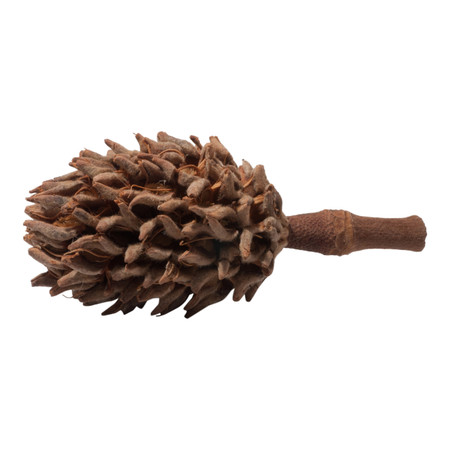 Magnolias Heart Pod - The Shrimp Tank