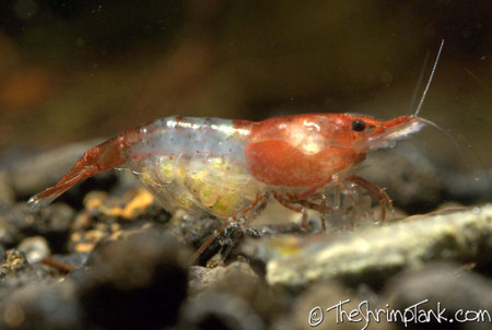 Rili Shrimp | Red Rili Shrimp | Blue Rili Shrimp - The Shrimp Tank