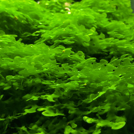 Subwassertang - The Shrimp Tank