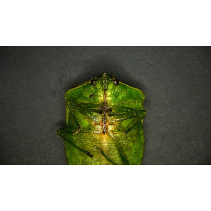 Steindorff HD Digital Video Microscope with 12" LCD Display & Measuring ...