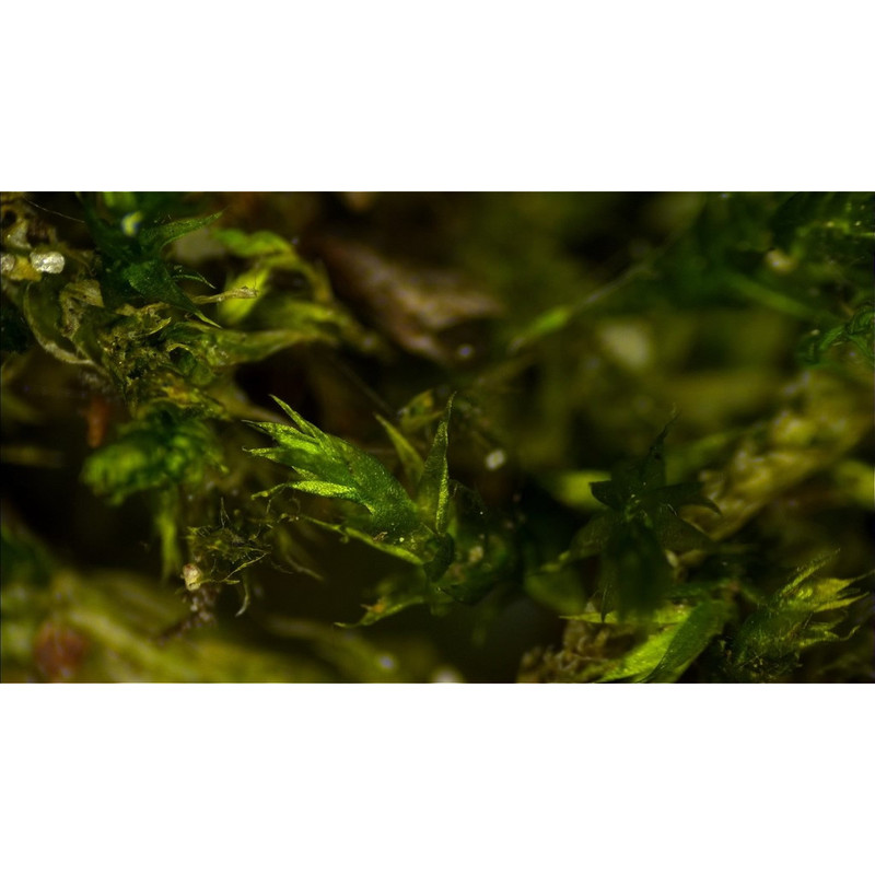 Steindorff HD Digital Video Microscope with 12" LCD Display & Measuring ...