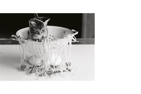 Kitten Spaghetti Birthday Card The Retrospect Group | JennyK