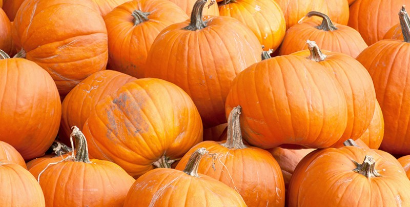 7 Health Benefits from the Pumpkin Patch - Wonder Laboratories