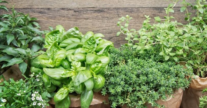 Eight Remarkable Herbs - Wonder Laboratories