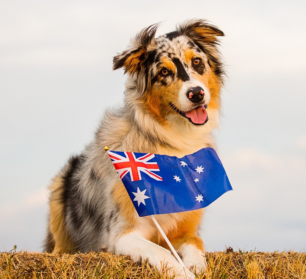 The Resilience of Pet Ownership in Australia - Nicole and Baby Luxury ...