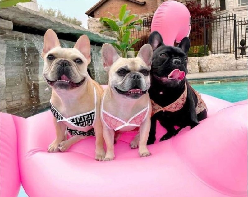 Style and Comfort: The Top Benefits of Dressing Up Your Pet - Nicole ...