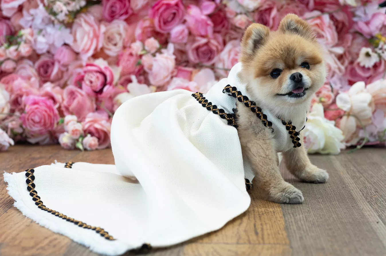 Pet Gala Highlights: The Best-Dressed Dogs on This Year’s Red Carpet ...