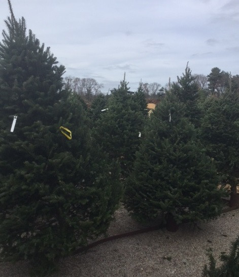 Christmas trees at Bridgewater Farm Supply - Balsam Firs, Balsam