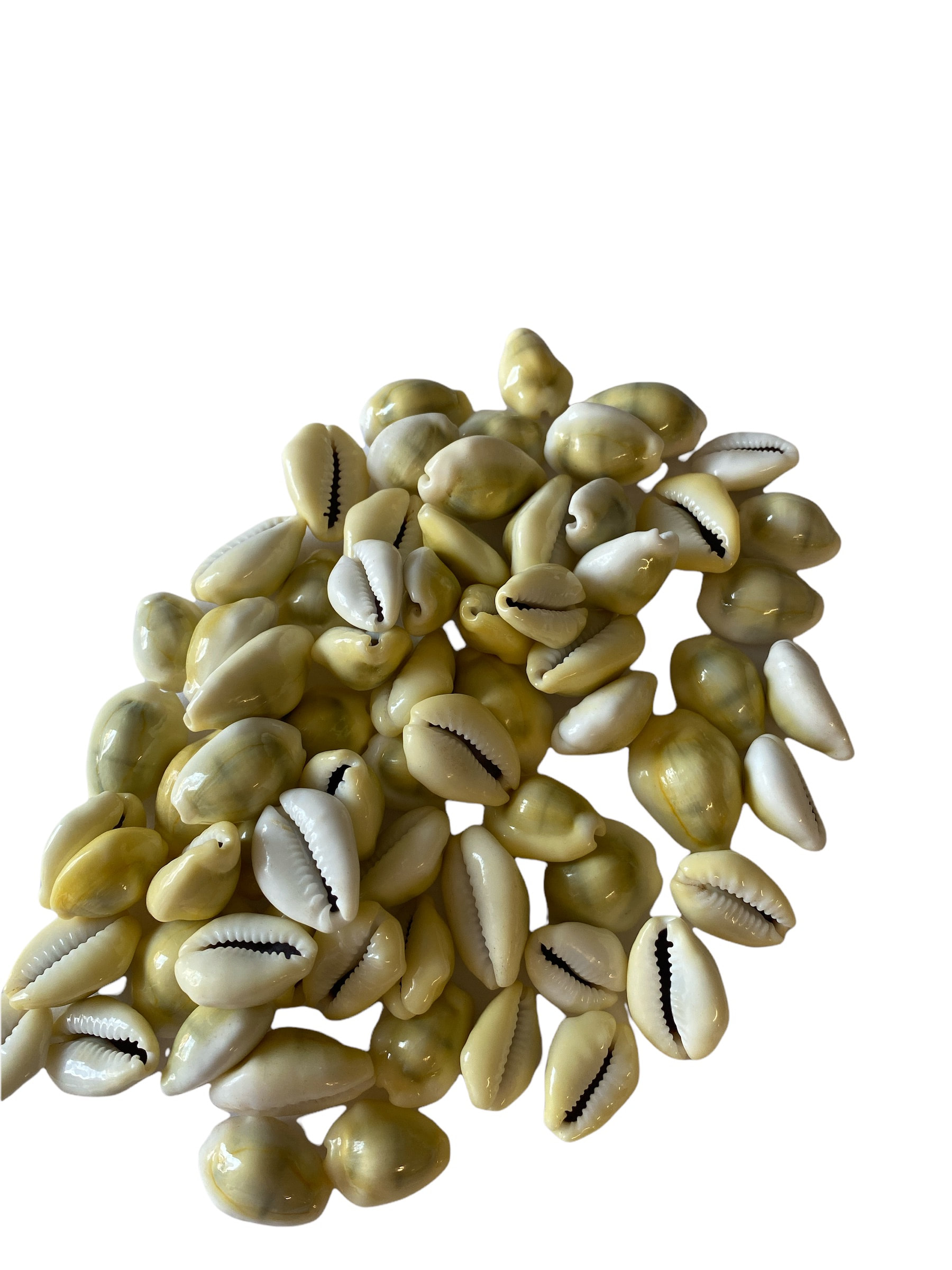 Caracoles Para consulta - Botanica Caridad