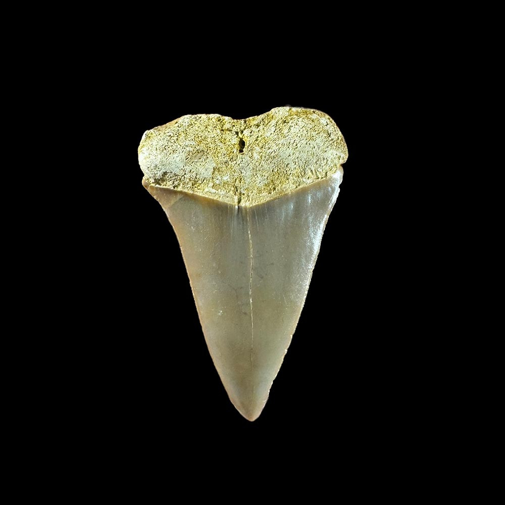 Mako Fossil Shark Tooth | Fossilsplus