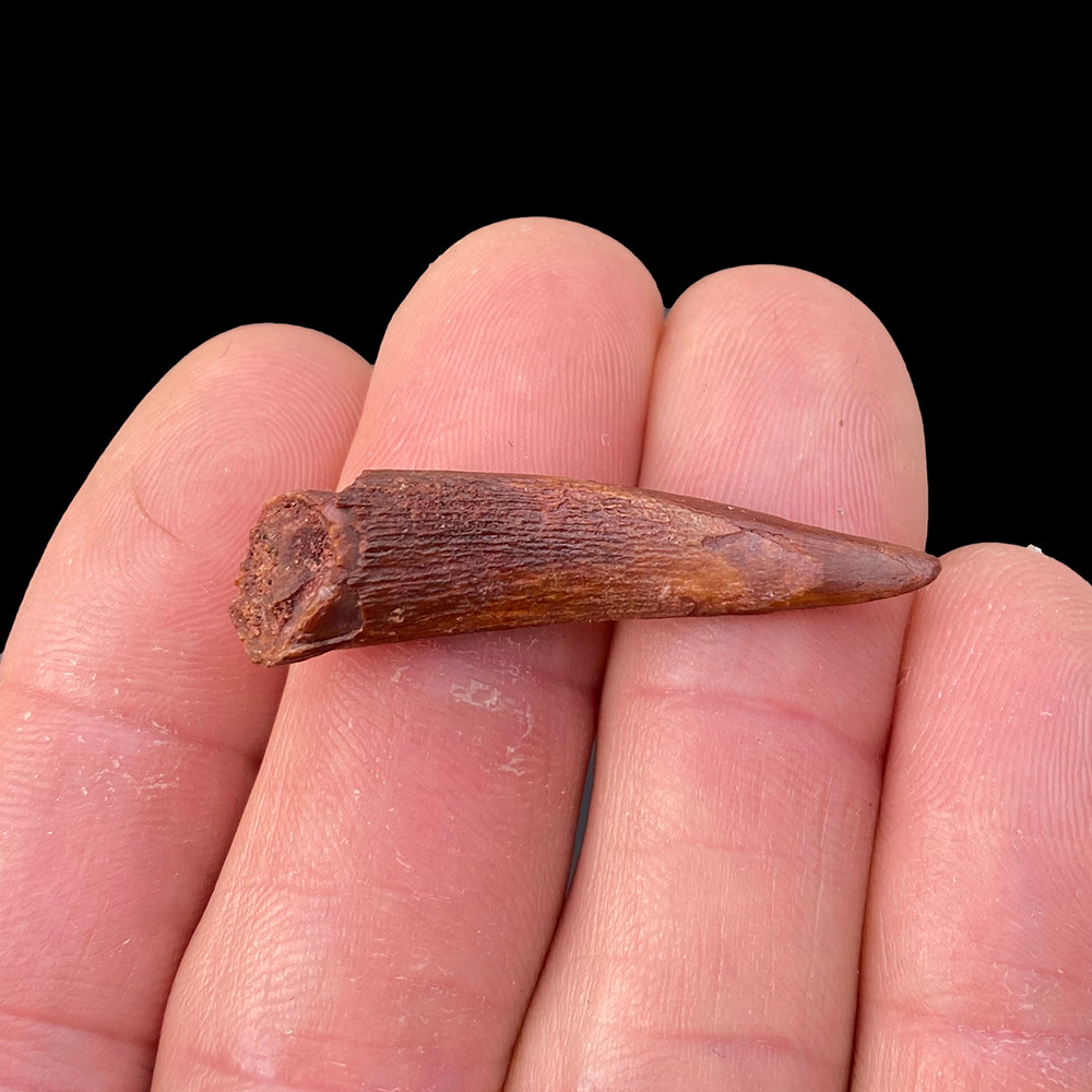 Pterosaur Tooth From Morocco | Fossilsplus/Pangaea Industries