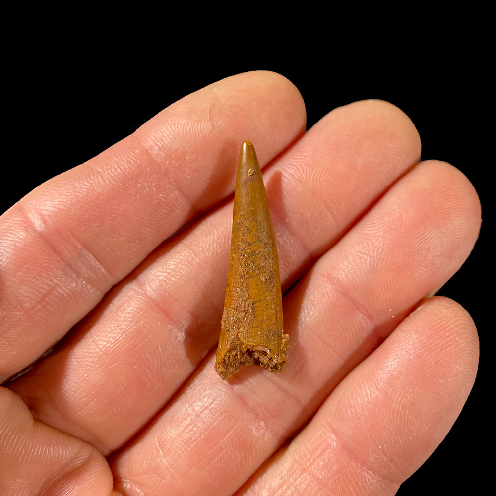 Pterosaur Tooth From Morocco | Fossilsplus/Pangaea Industries