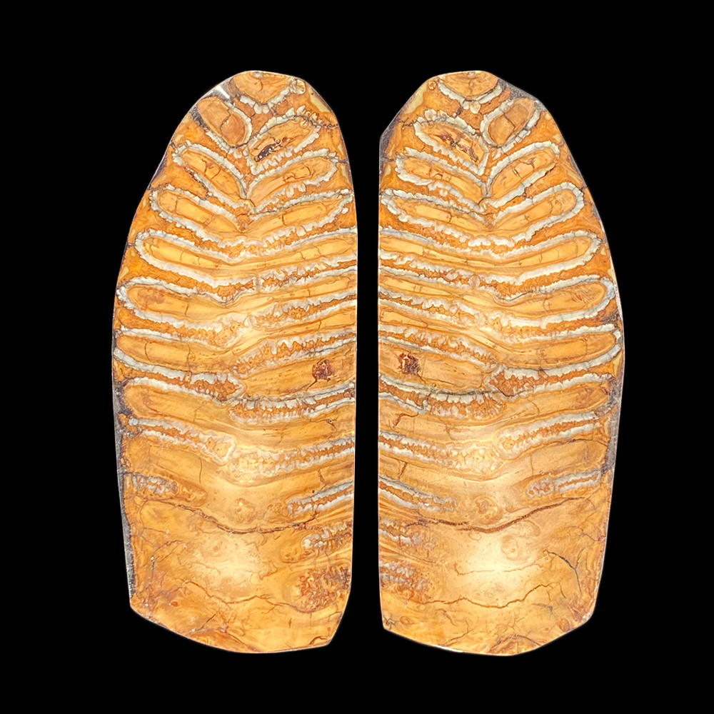 Unique and Durable Mammoth Tooth Scales: Elevate Your Knife or Craft ...