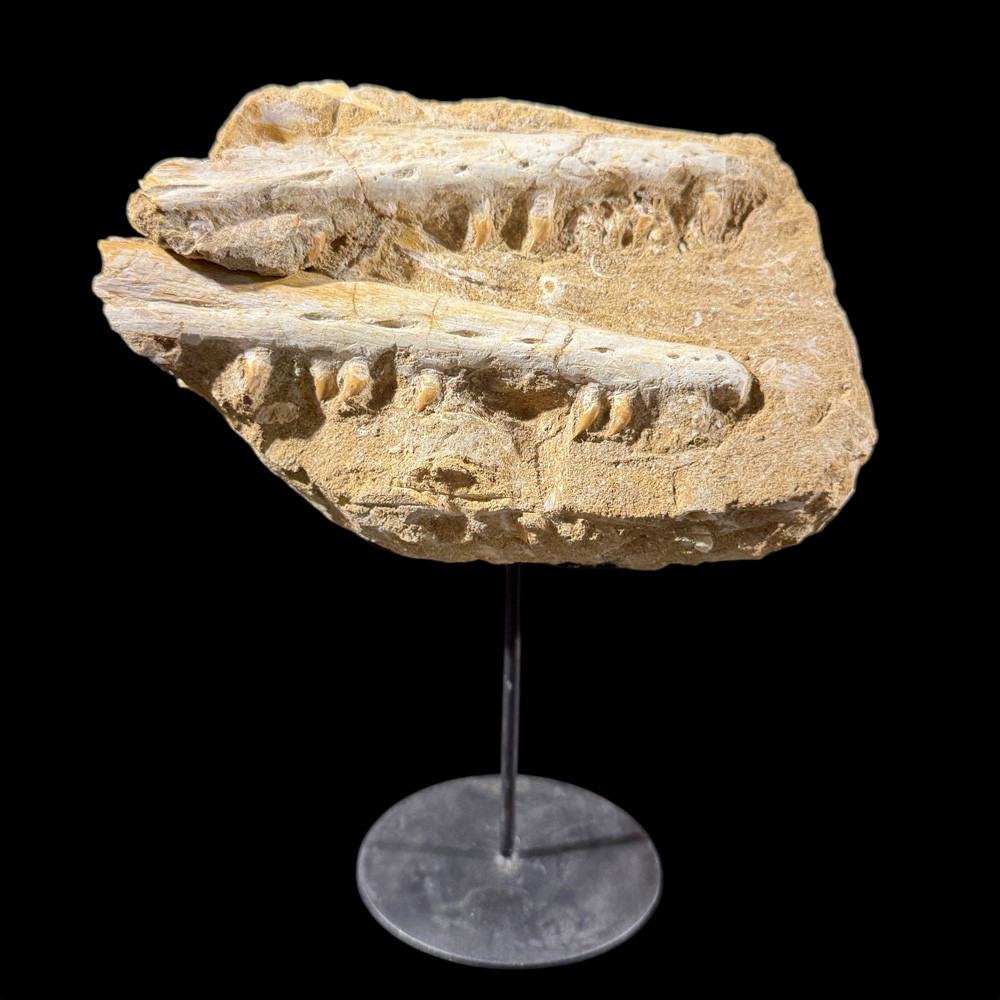 Mosasaur Jaw For Sale | Pangaea Industries/fossilslplus.com