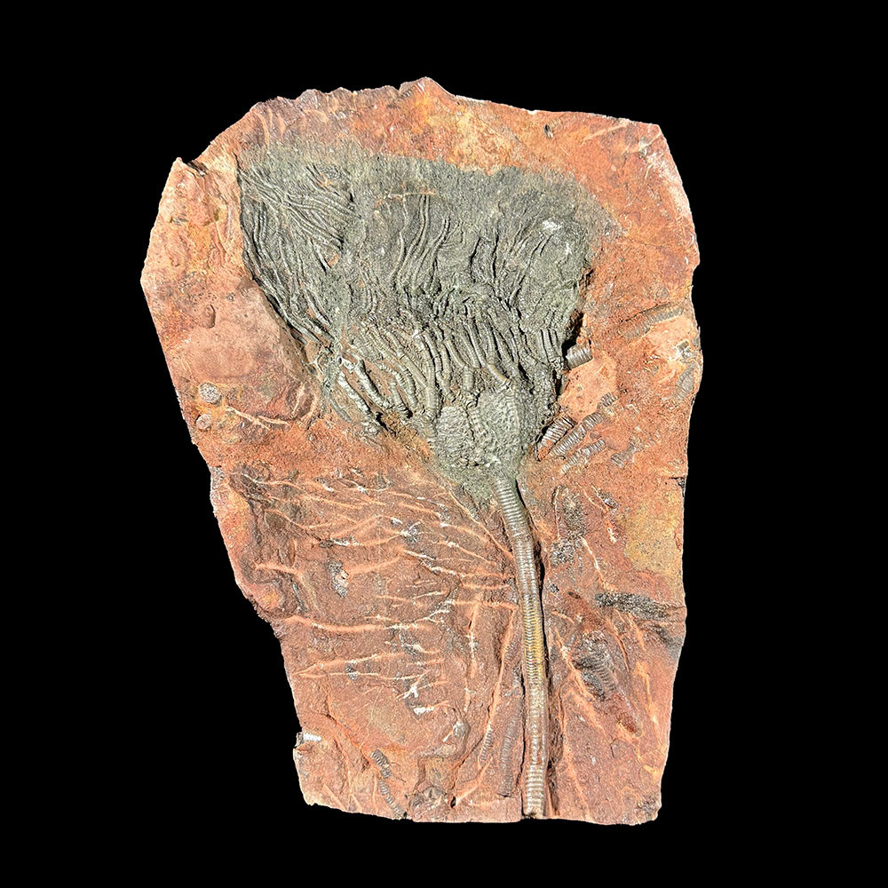 Crinoid Plaque For Sale | Fossilsplus/Pangaea Industries.