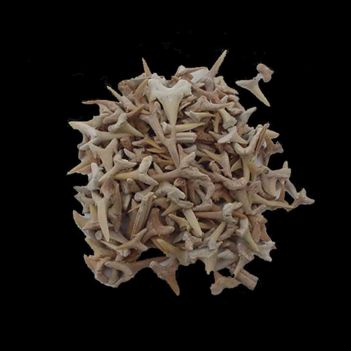Bulk Shark Teeth "B" Grade - 22 lb Box - FossilsPlus.com - Quality ...