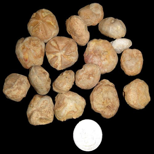 Bulk Echinoids For Sale | Fossilsplus/Pangaea Industries