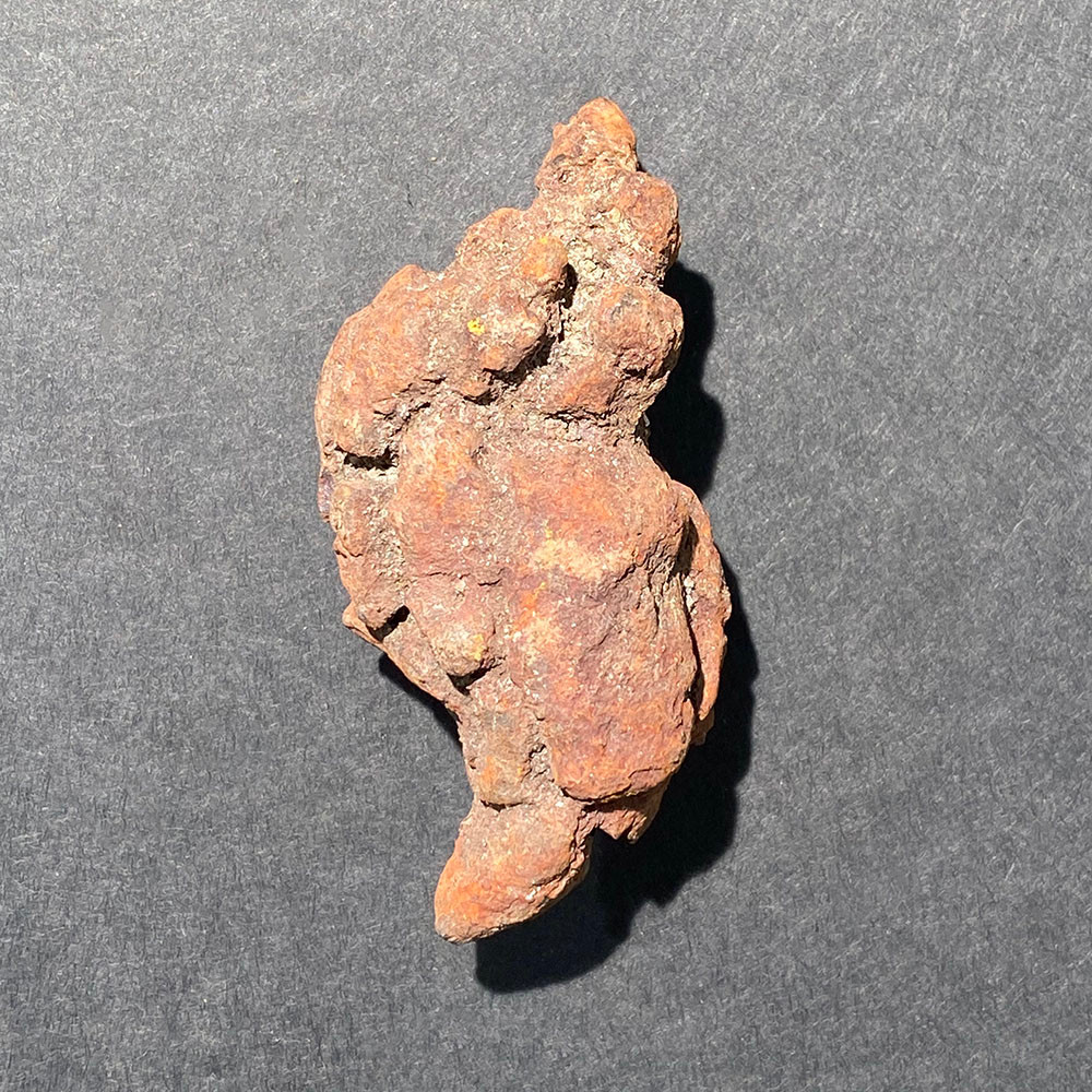 Fossilized turtle Coprolite For Sale | Fossilsplus