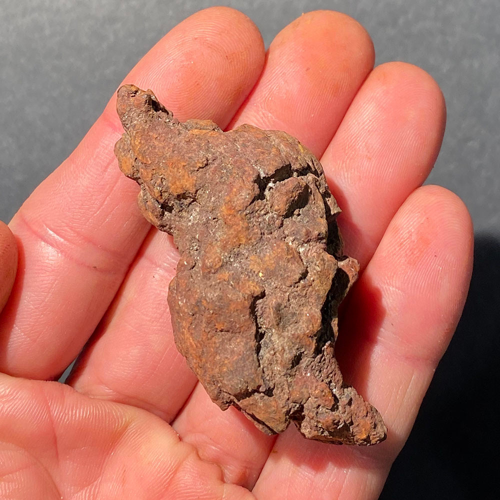 Fossilized turtle Coprolite For Sale | Fossilsplus