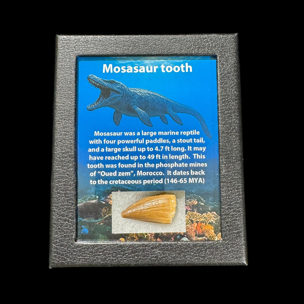 Small Mosasaur Tooth Fossil – Authentic Cretaceous Sea Predator in ...