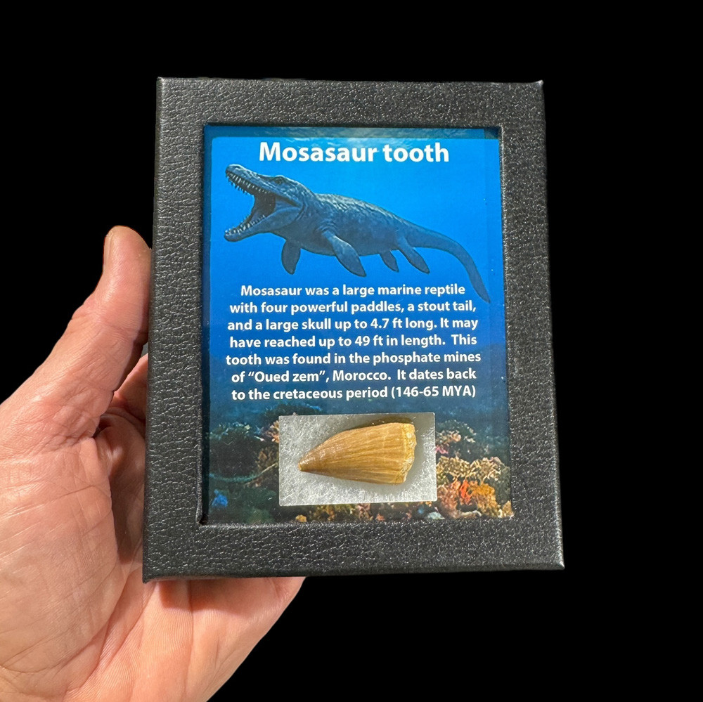 Small Mosasaur Tooth Fossil – Authentic Cretaceous Sea Predator in ...