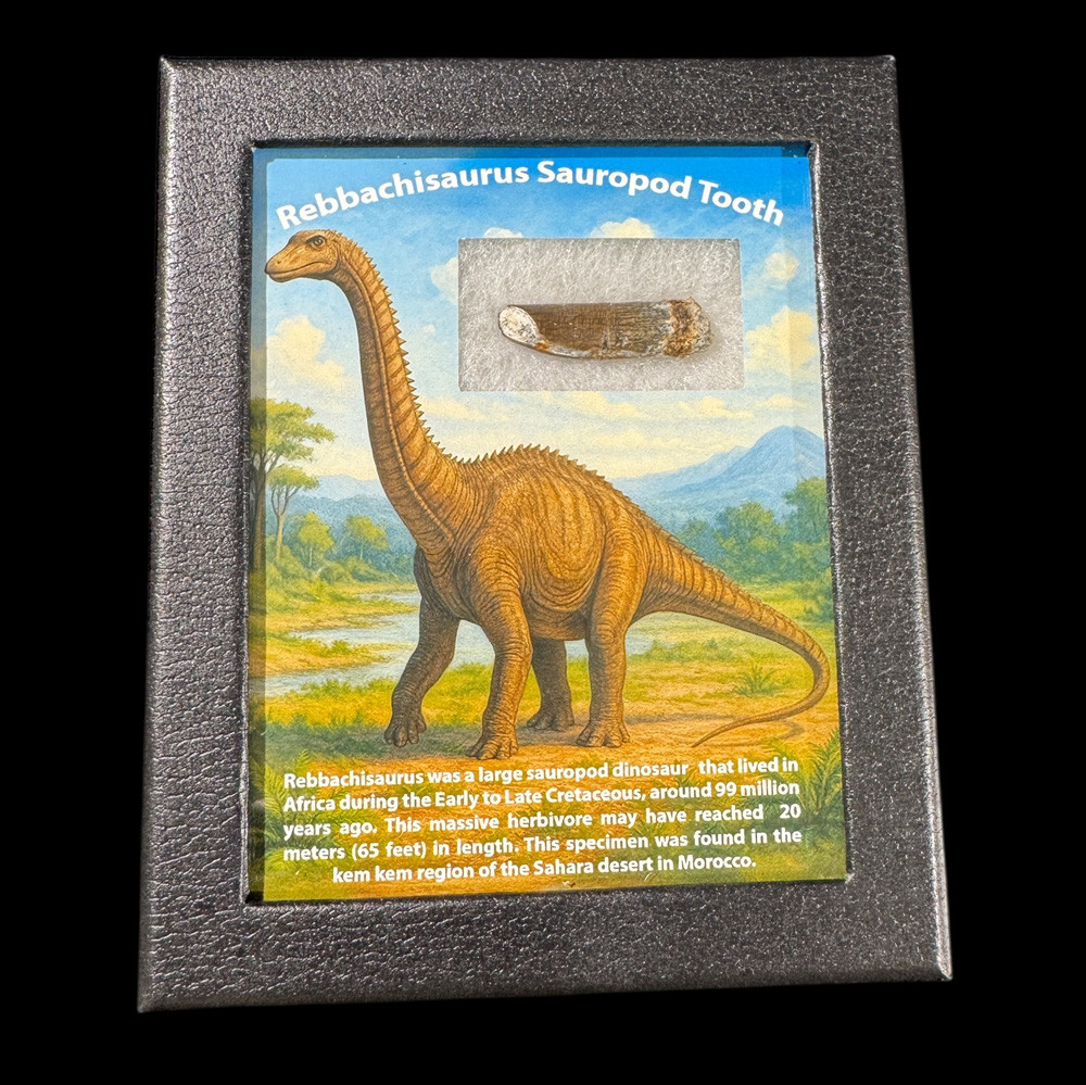 Rebbachisaurus Tooth Fossil in Riker Display Case – Cretaceous Sauropod ...