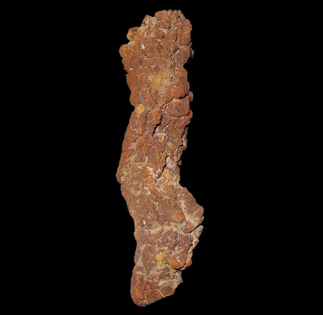 Fossilized turtle Coprolite For Sale | Fossilsplus
